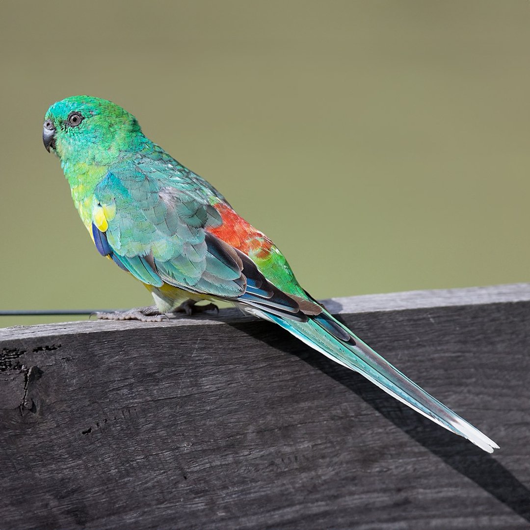 Parrot Red Rump – New York Bird Supply Wholesale